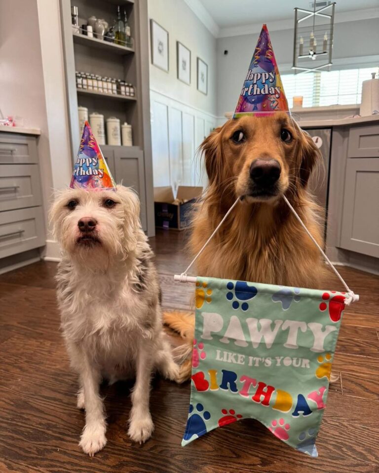 Happy Birthday, Teddy! – Weekly News